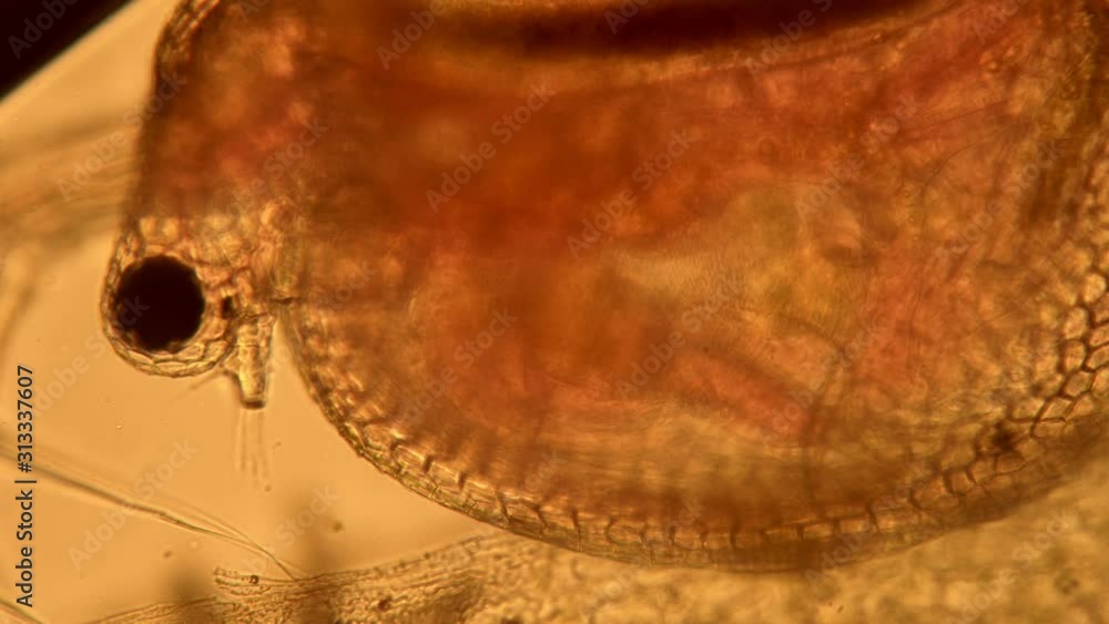 Transparent Daphnia with visible organs under a microscope. Theme of ...