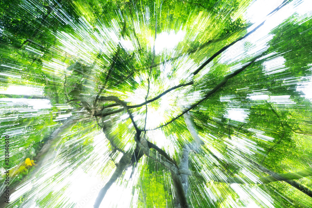 Abstract green forest scene with lens blur and zooming effect nature ...