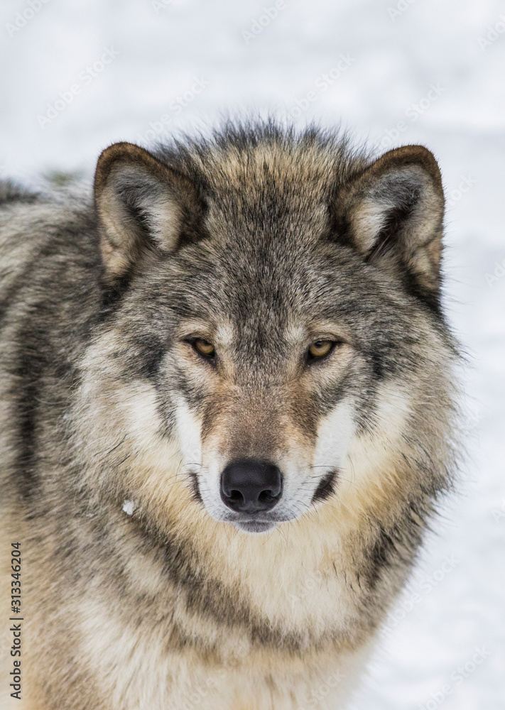 Wolf portrait. Northwestern wolf (Canis lupus occidentalis), also known ...