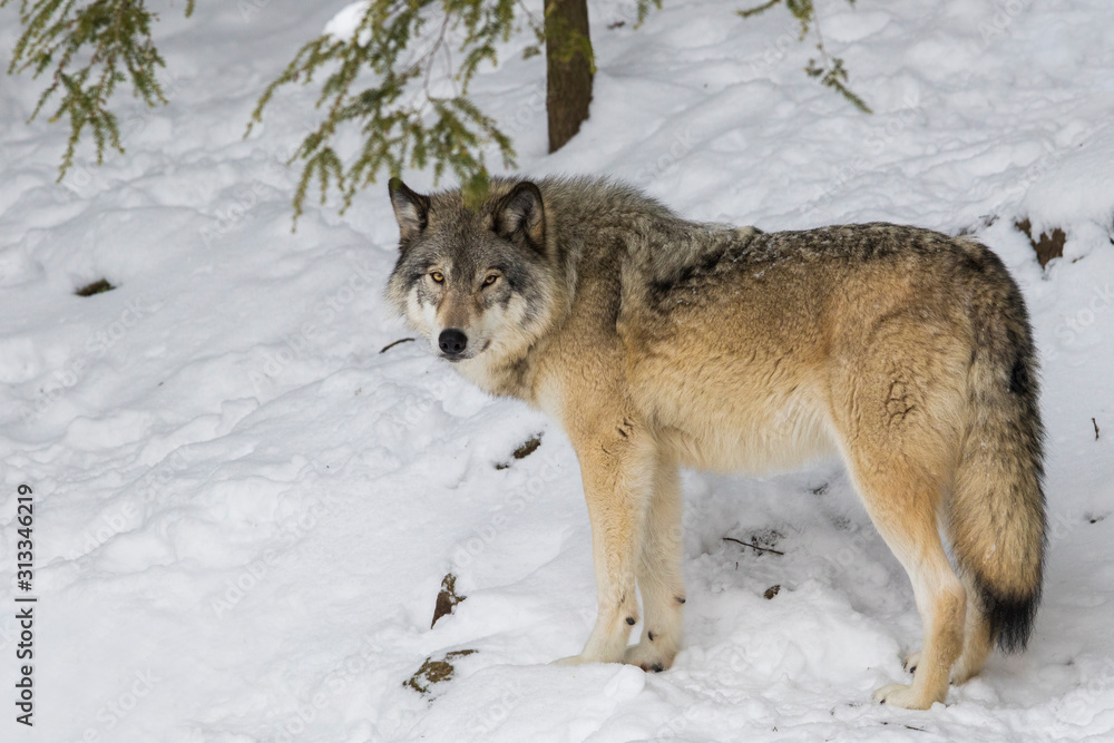 Wolf portrait. Northwestern wolf (Canis lupus occidentalis), also known ...