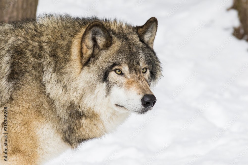 Mackenzie Valley Timber Wolf
