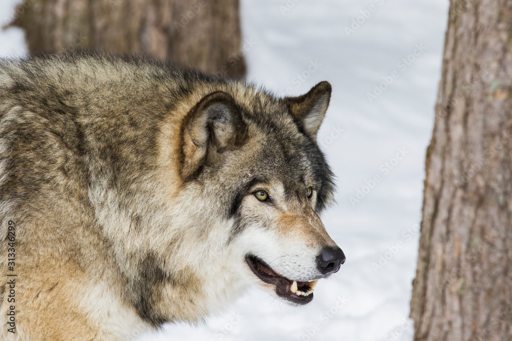 Wolf portrait. Northwestern wolf (Canis lupus occidentalis), also known ...