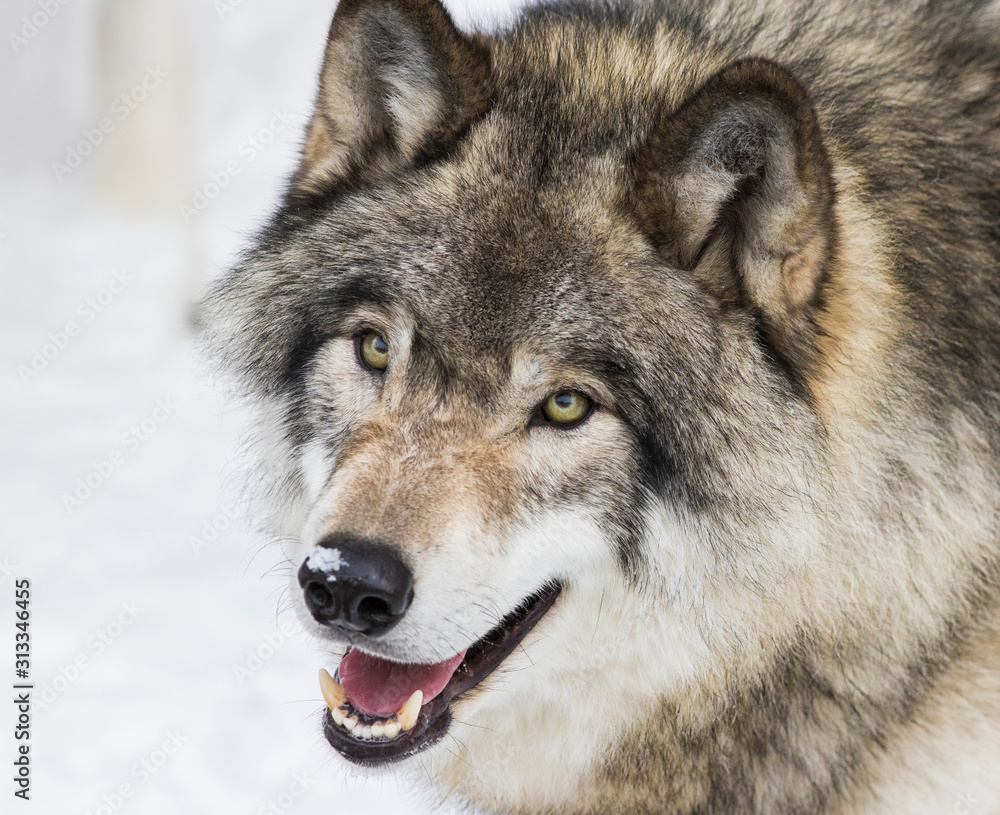 Wolf portrait. Northwestern wolf (Canis lupus occidentalis), also known ...