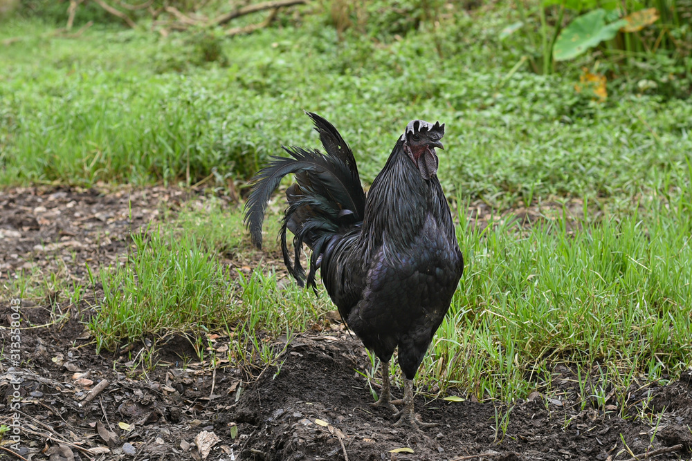 Black chicken or Kadaknath, Karinkozhi Indian breed of of chicken. fowl ...