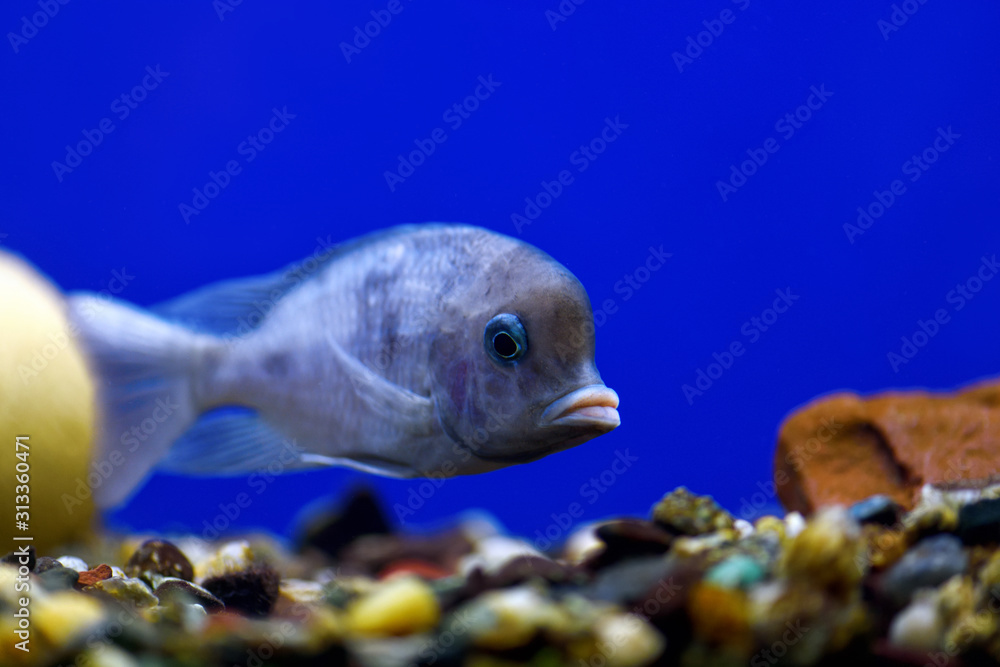 Dolphin Fish For Aquarium