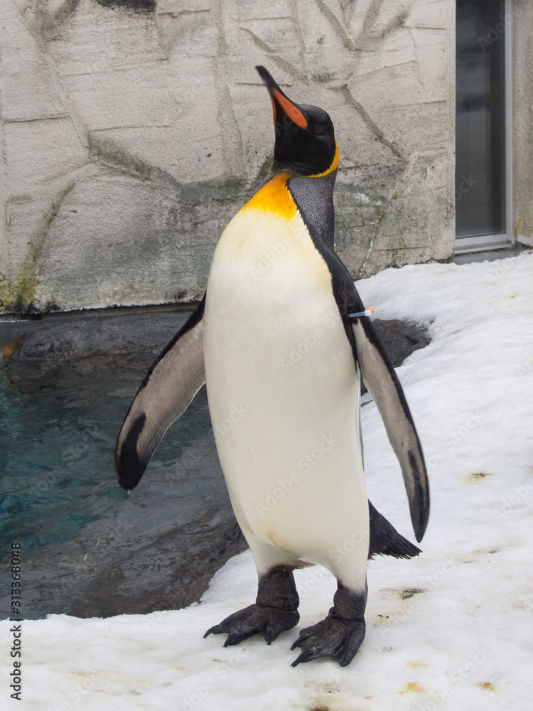 An emperor penguin standing tall and facing the camera Stock Photo ...