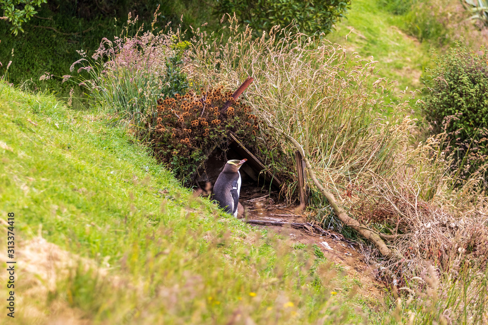 Yellow-eyed penguin (Megadyptes antipodes) , also known as hoiho or ...