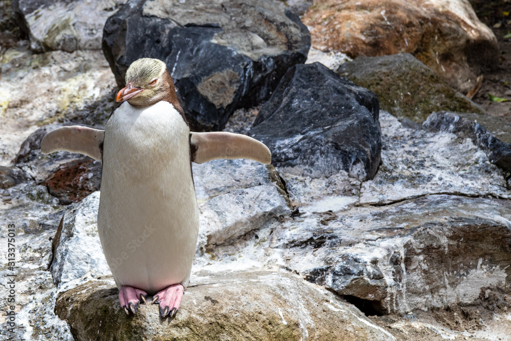 Yellow-eyed penguin (Megadyptes antipodes), also known as hoiho or ...