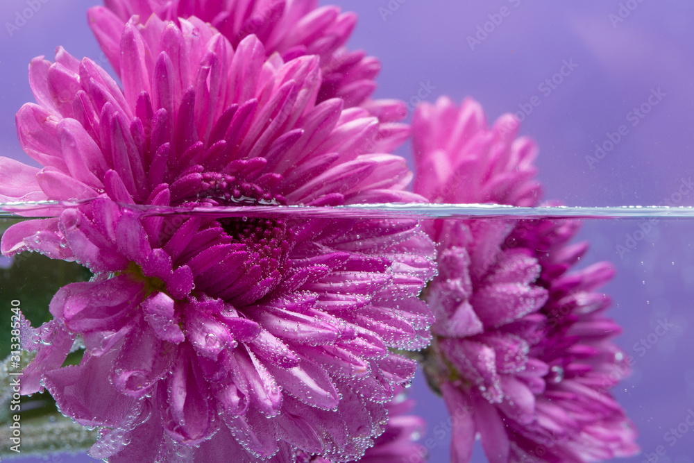 Beautiful purple flower, chrysanthemum under water. Background and ...