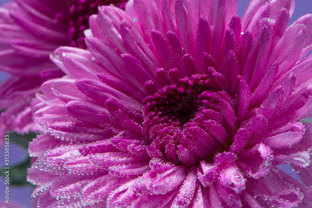 Beautiful purple flower, chrysanthemum under water. Background and ...