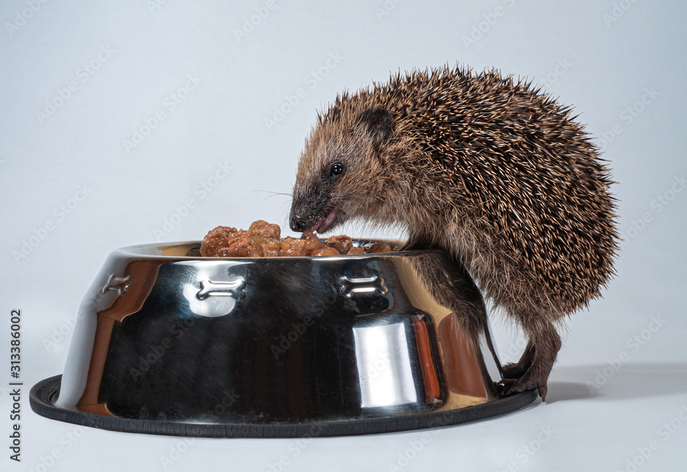 Fütterung eines untergewichtigen Igel, Erinaceus europaeus ...