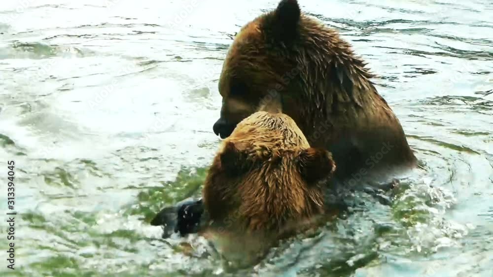 Growl and bite. Two brown teddy bears are playing in the water. The ...