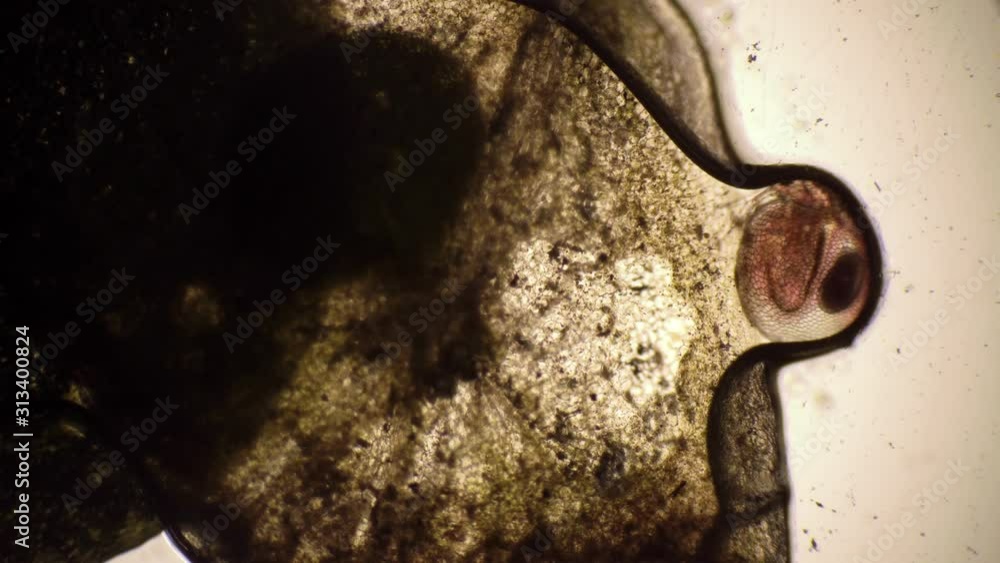 Microcosmic background with Daphnia under a microscope. Theme of ...