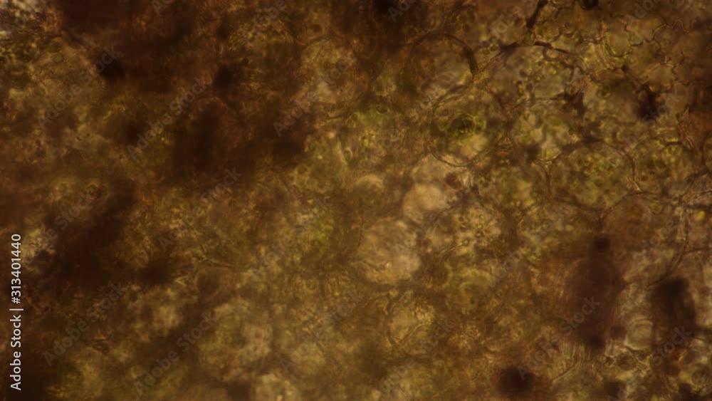 Microcosmic background of the simplest microorganisms under the ...