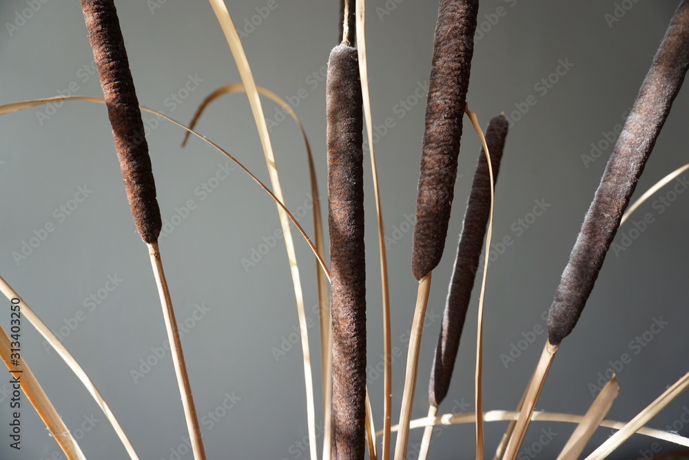 Typha angustifolia L. (also lesser bulrush, narrowleaf cattail or ...