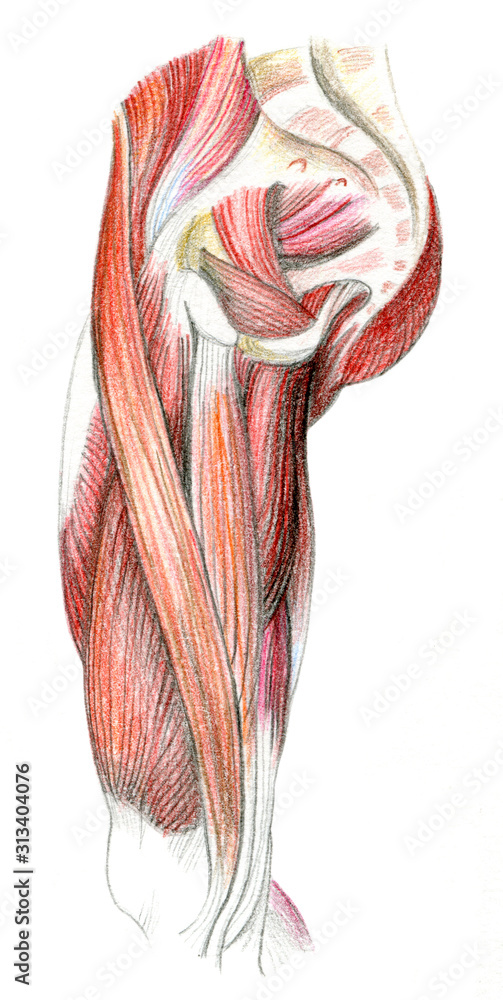 Anatomical color pencil drawing of the human body muscules and bones ...