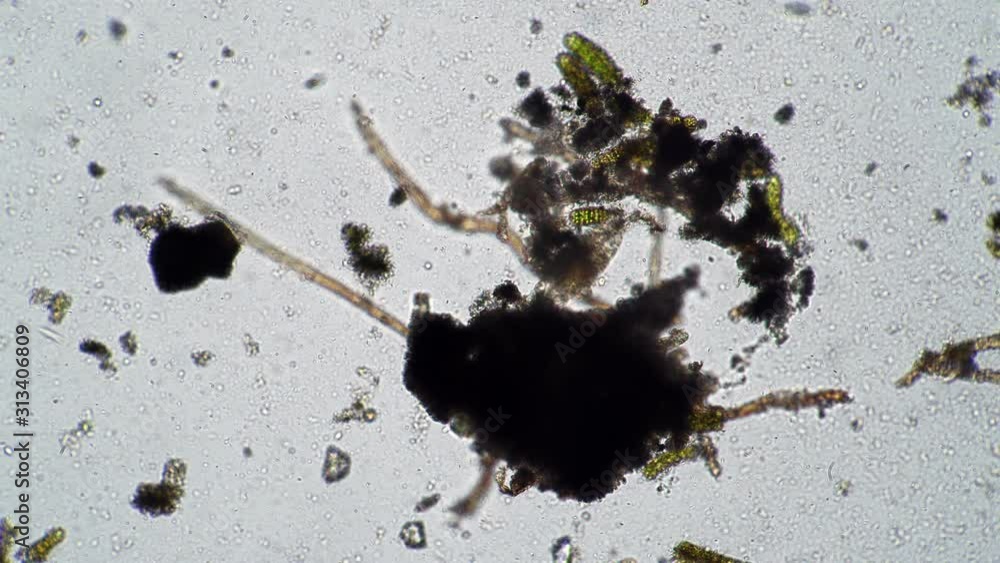 Thick rotifer in search of food among bacteria and protozoa in algae ...