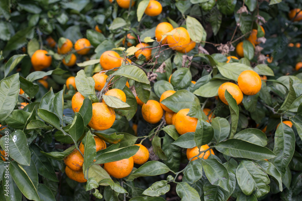 Tangerines on trees. citrus orange tree Stock Photo | Adobe Stock