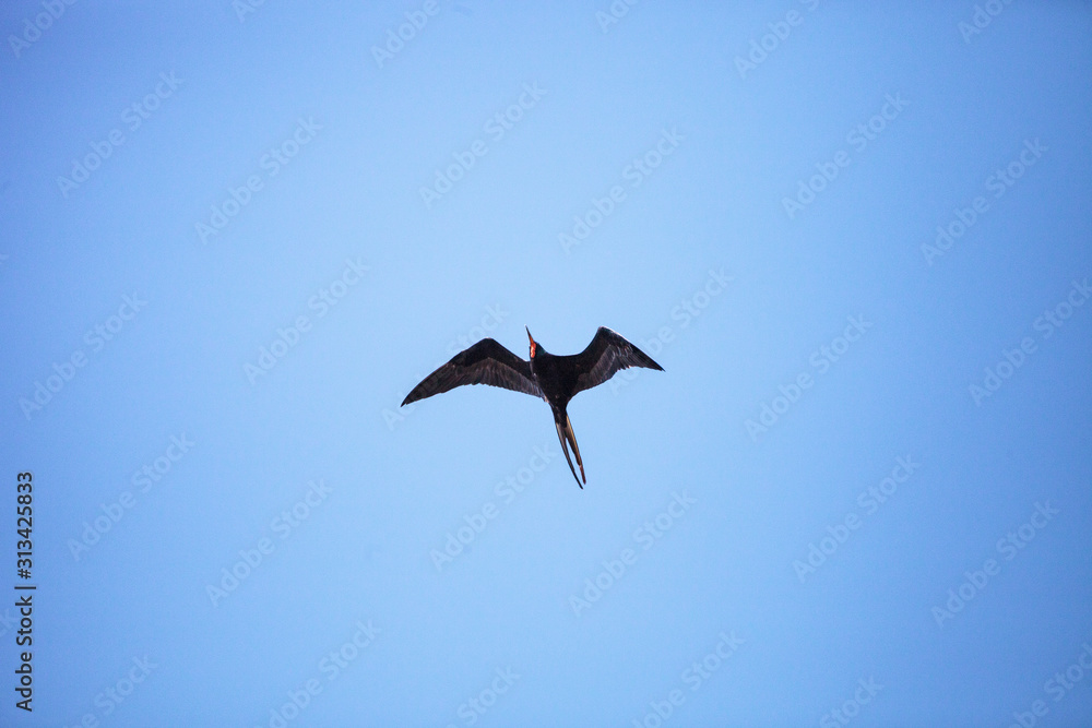 Male magnificent frigatebird Fregata magnificens bird in flight with ...