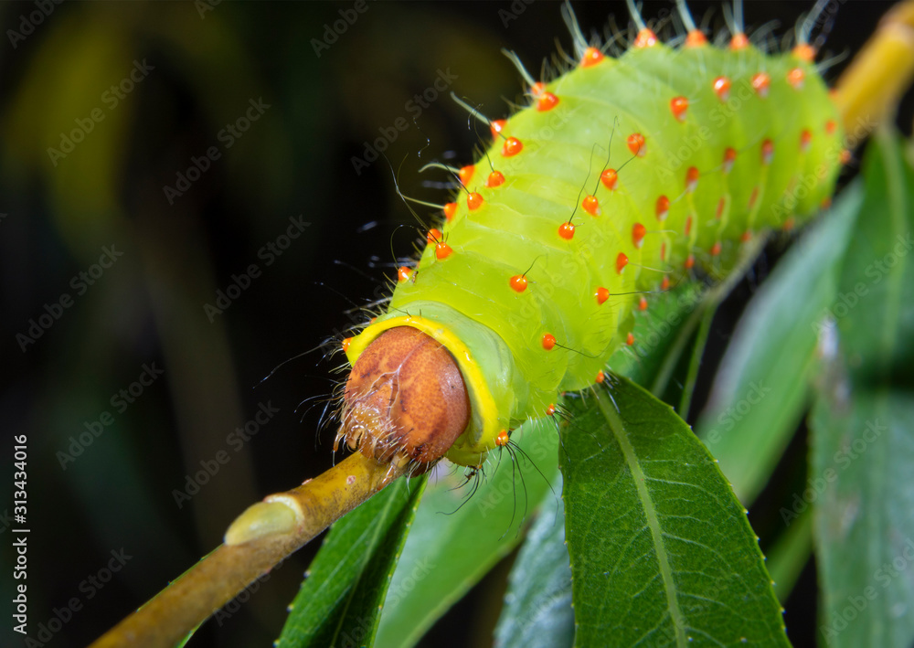 Luna moth (Actias luna) caterpillar on willow, Iowa, USA. Stock Photo ...