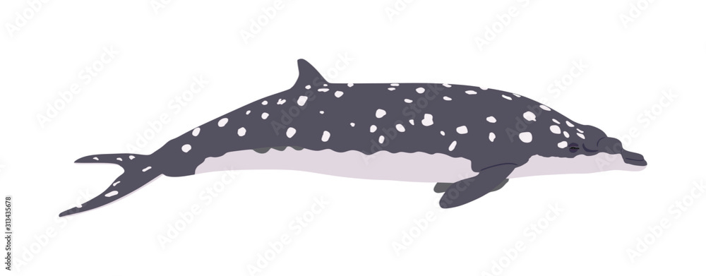 Fin whale vector illustration isolated on white background ...