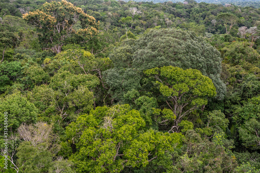 Floresta Amazônica, Arvores na reserva florestal, uma floresta primária ...