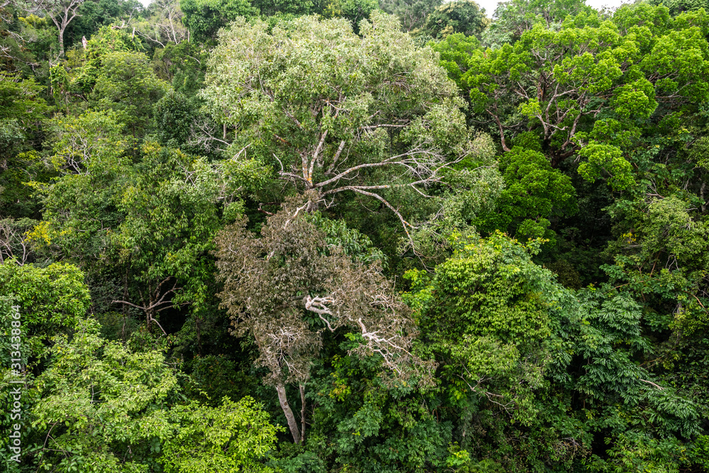 Floresta Amazônica, Arvores na reserva florestal, uma floresta primária ...