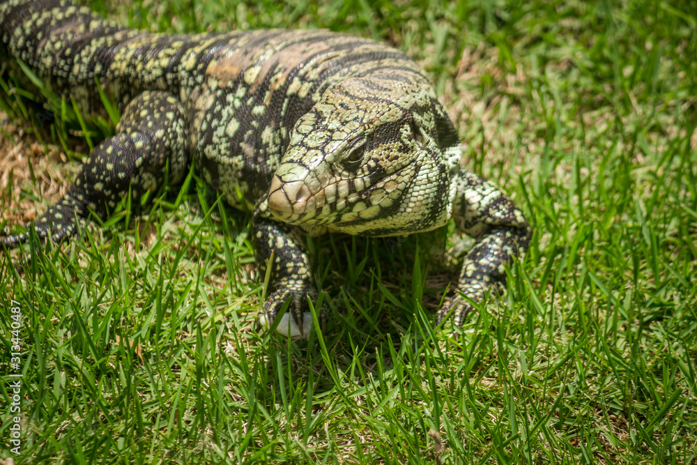 Foto de Brazilian Big Lizard know as Teiu at field walking on the grass ...