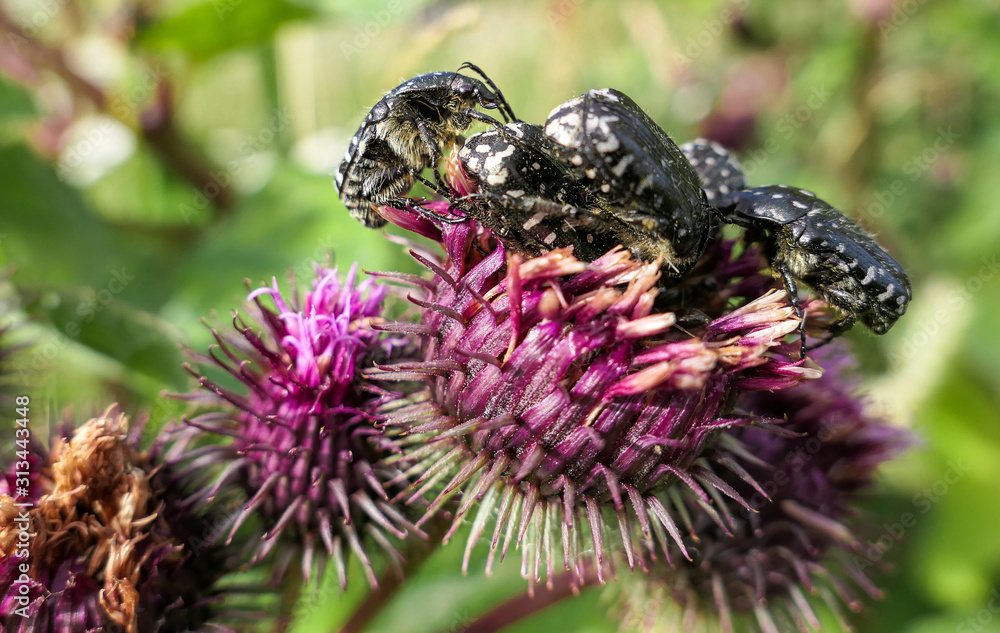 Sunny purple thistle flower with large fat beetles and fly Stock Photo ...