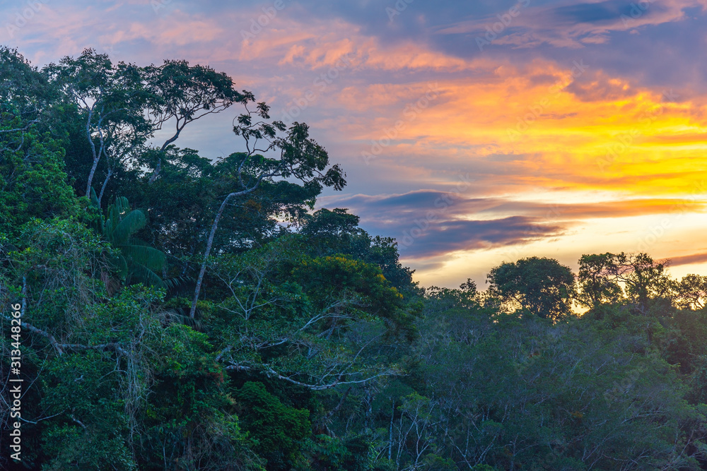 Sunset in the canopy of the Amazon rainforest. The Amazon river basin ...