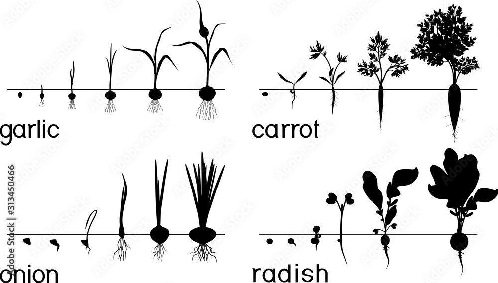 Set of life cycles of vegetable plants (garlic, radish, carrot and ...