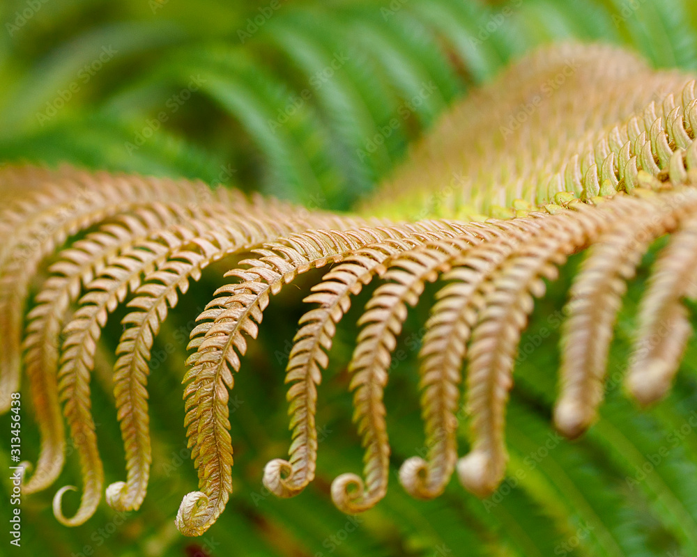 Fun tropical ferns Stock Photo | Adobe Stock