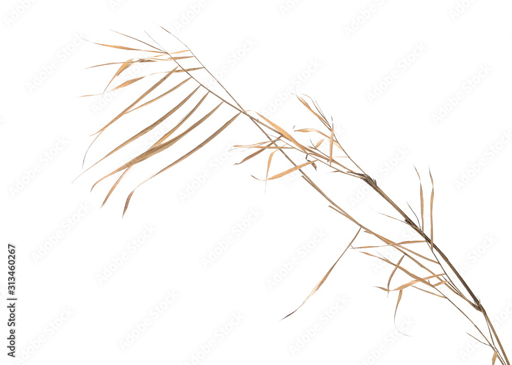 Dry cane reed leaves isolated on white background with clipping path ...