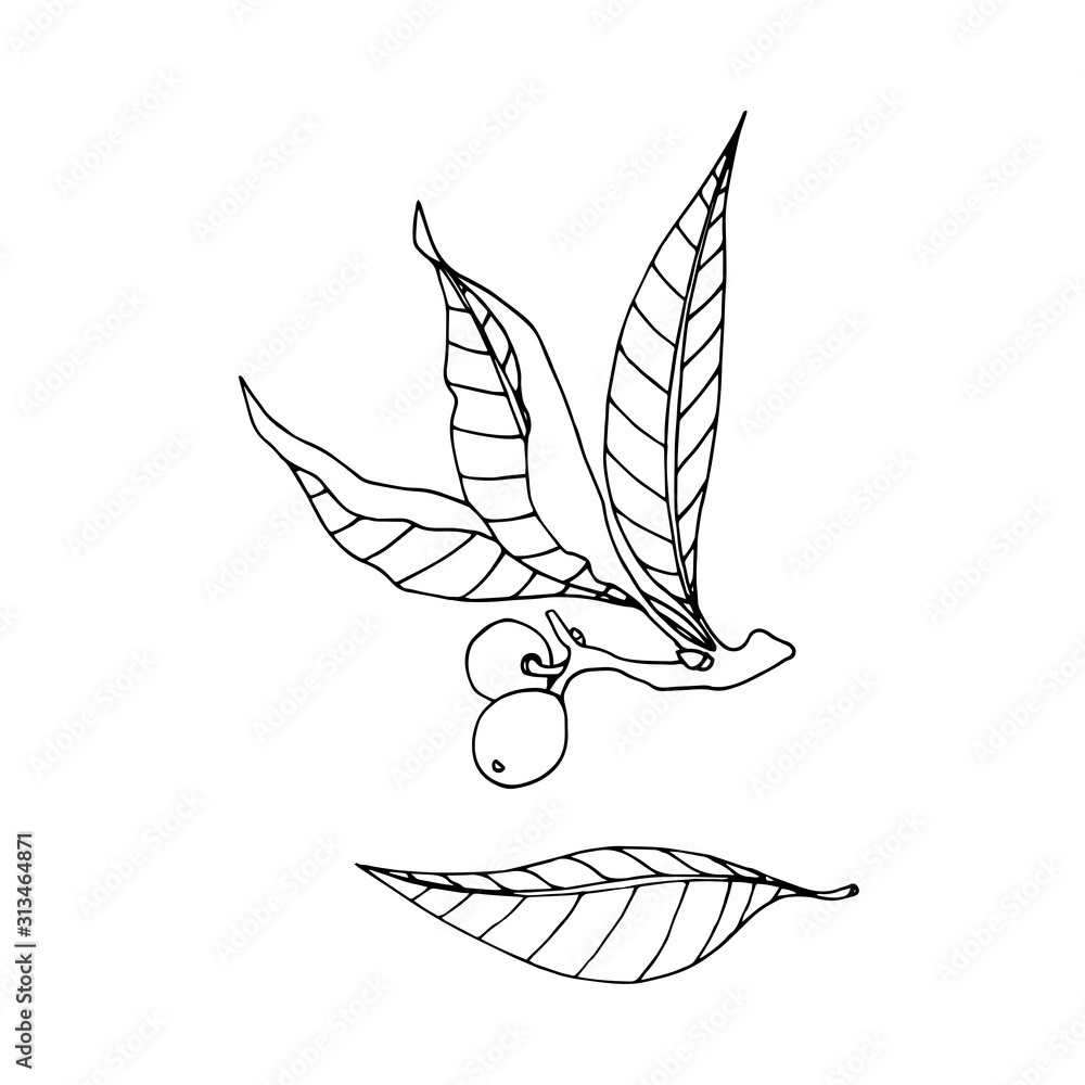 walnut branch with leaves and nuts in the skin, element of decorative ...