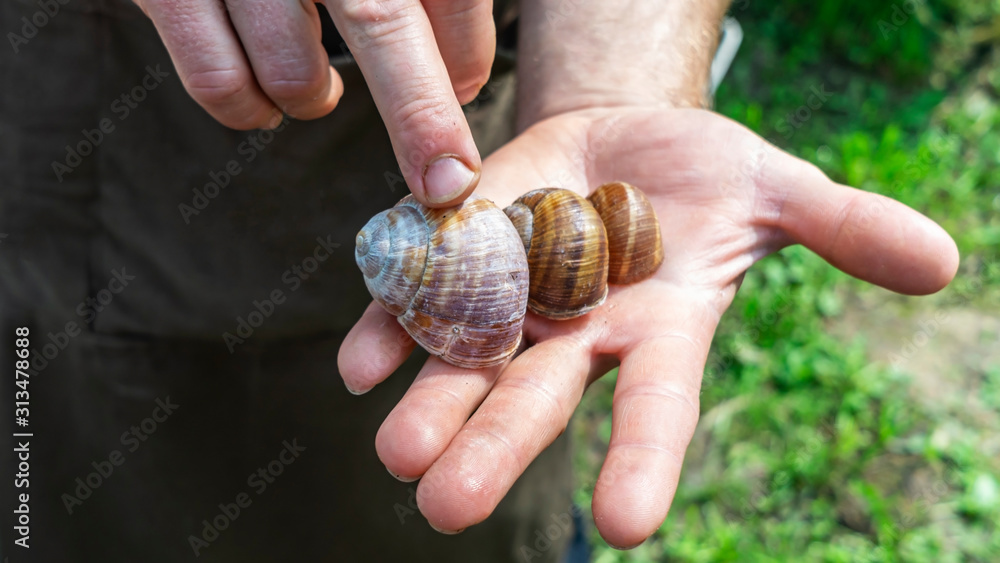 Man holds a snails in his hand. Helix Aspersa Muller, Maxima Snail ...