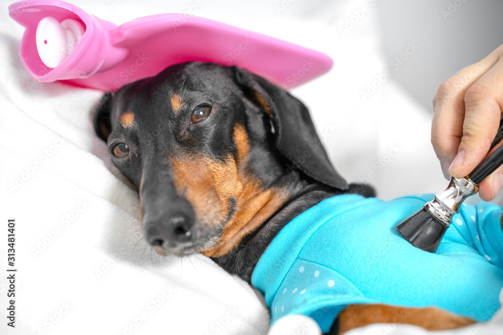 portrait sad dachshund dog, black and tan, lie in bed with high fever ...