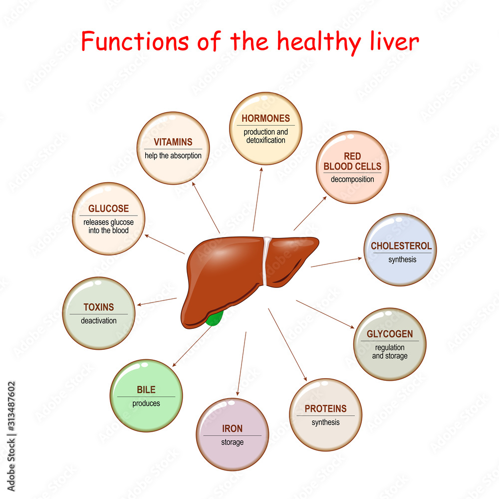 Functions of the Healthy Liver. Stock Vector | Adobe Stock