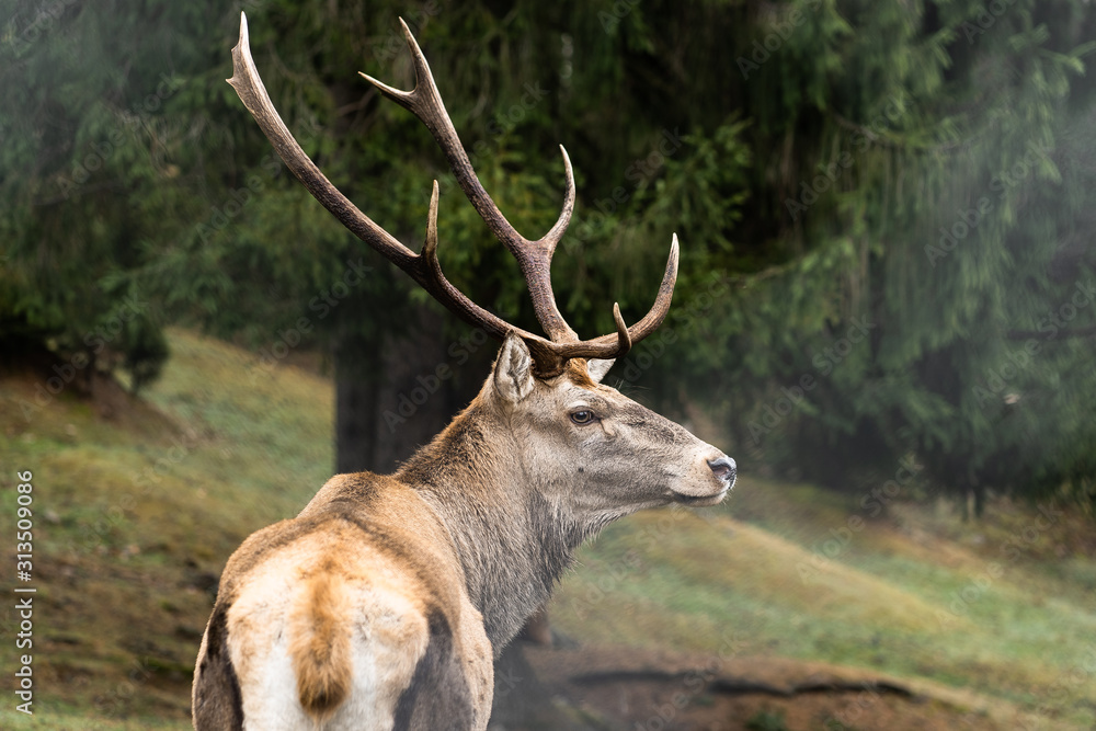 Great adult noble red male deer with big horns, Beautifully turned head ...