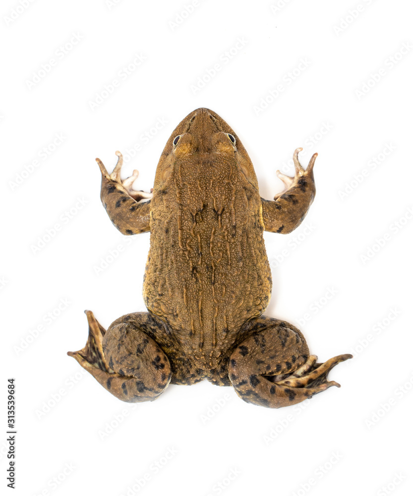 Image of Chinese edible frog, East Asian bullfrog, Taiwanese frog ...