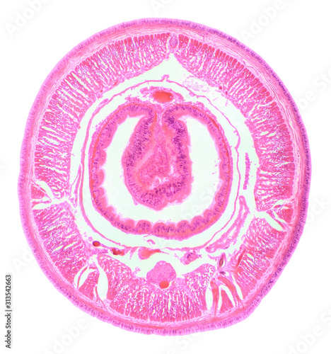 Cross section of Planarian under the microscope (Planaria C.S.) Stock ...