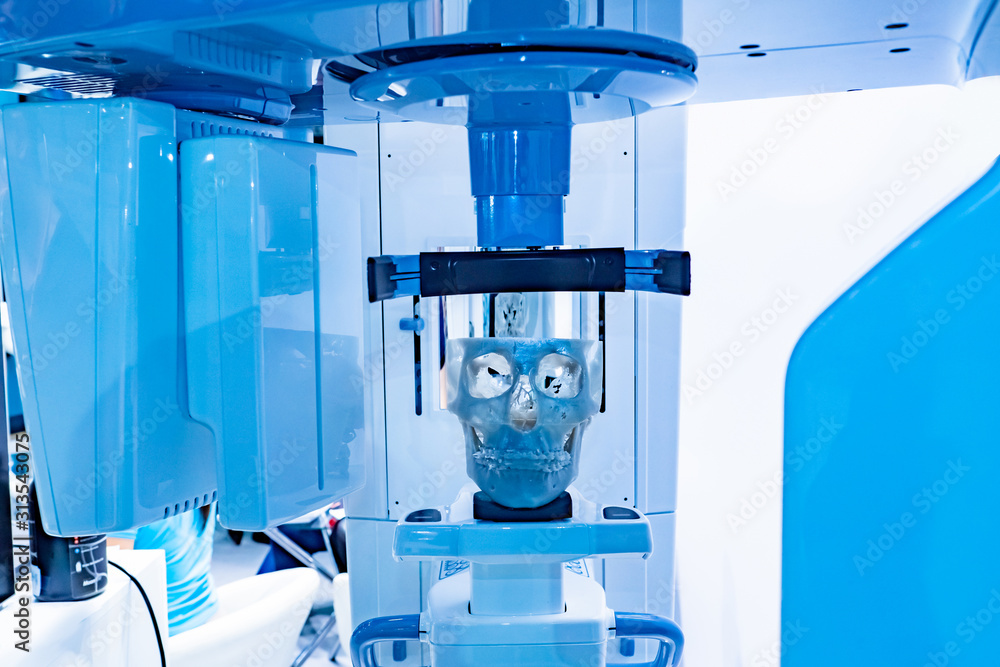 Skull. Oral and maxillofacial surgery. Model of a human skull in a ...