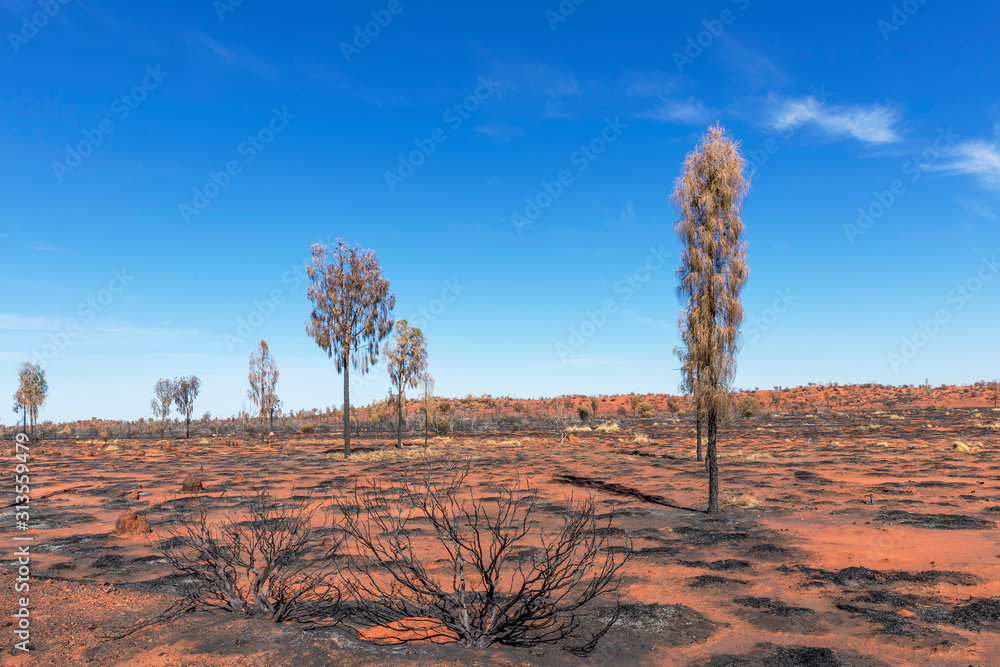 The desolate red earth and burnt trees, hit by large fires in the ...