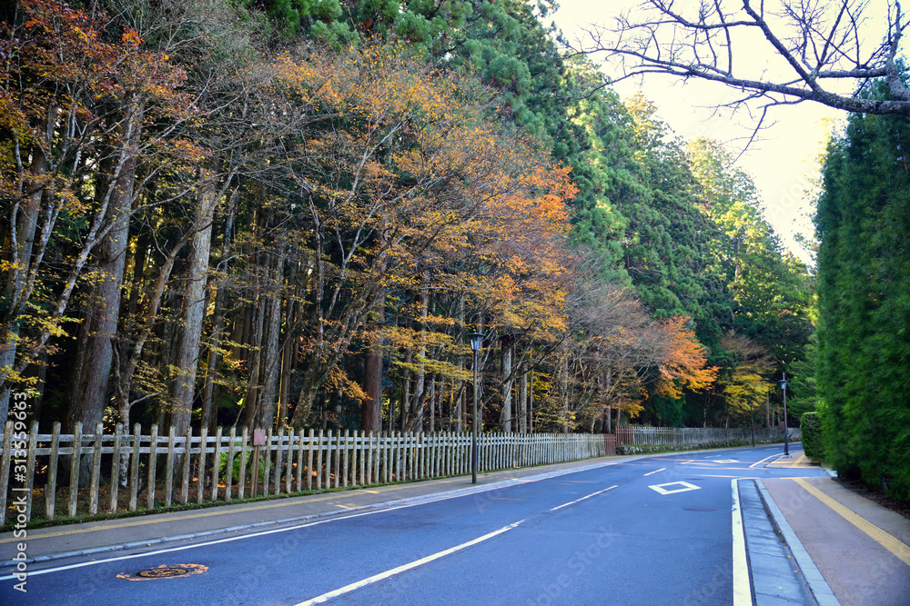 Asphalt road with beautiful japanese maple trees in autumn season in ...