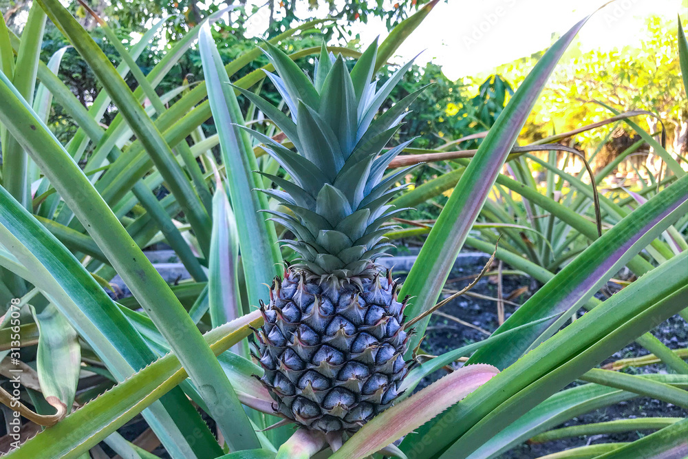 small growing pineapple on bush, pineapple plant, baby pineapple,plant ...