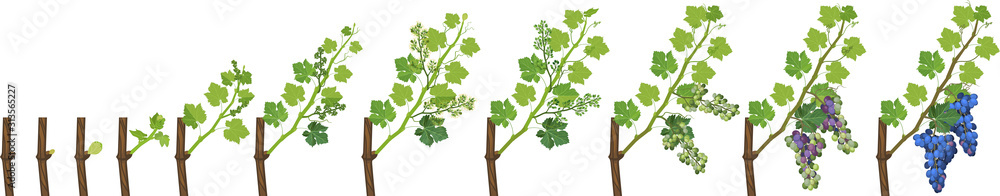 Annual growth life cycle of grapevines isolated on white background ...