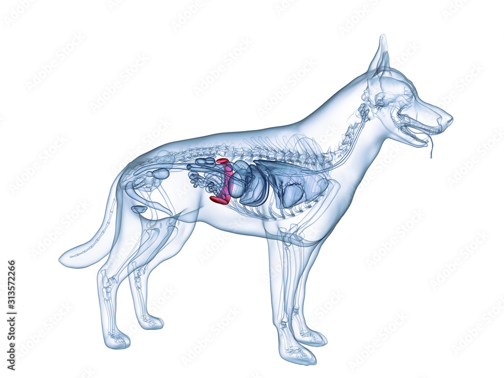 Do Dogs Need Their Spleen