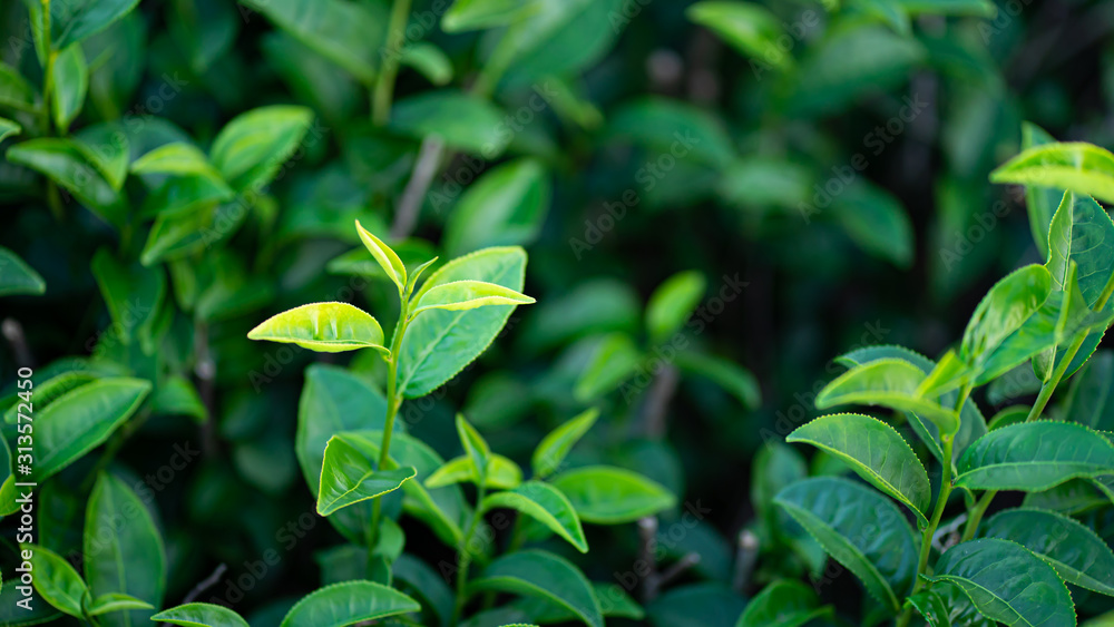 Tea leaves Fresh green In tea plantations in northern Thailand. Stock ...
