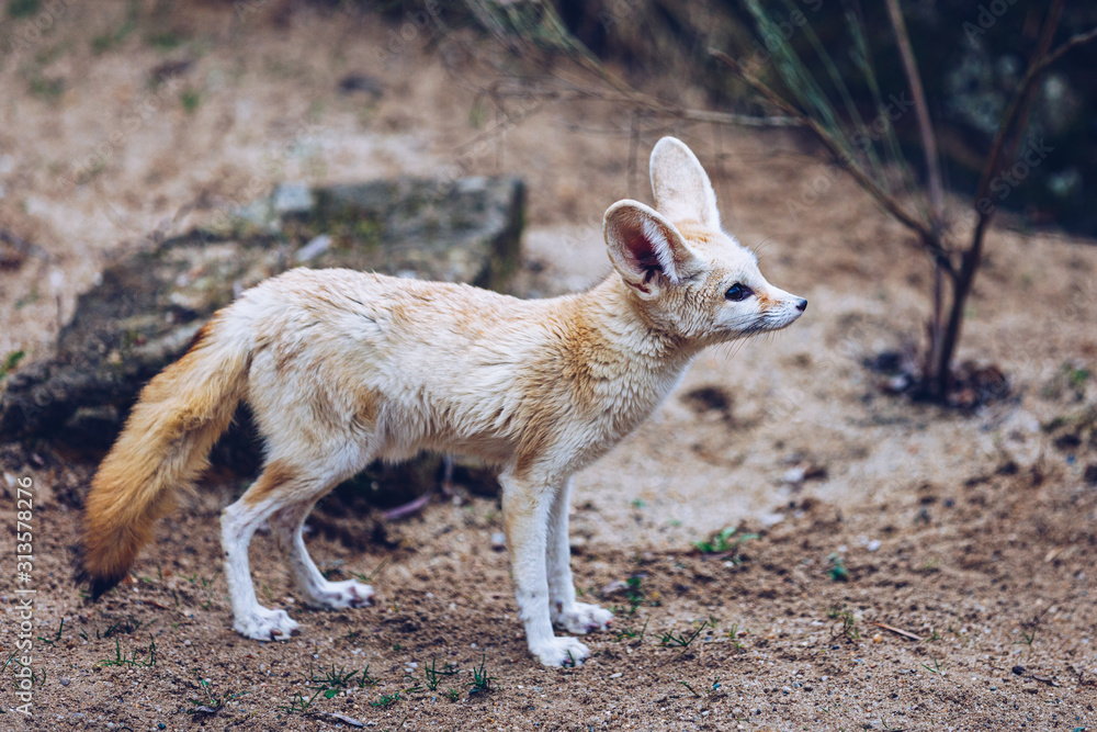 The fennec fox, or fennec (Vulpes zerda), is a small crepuscular fox ...