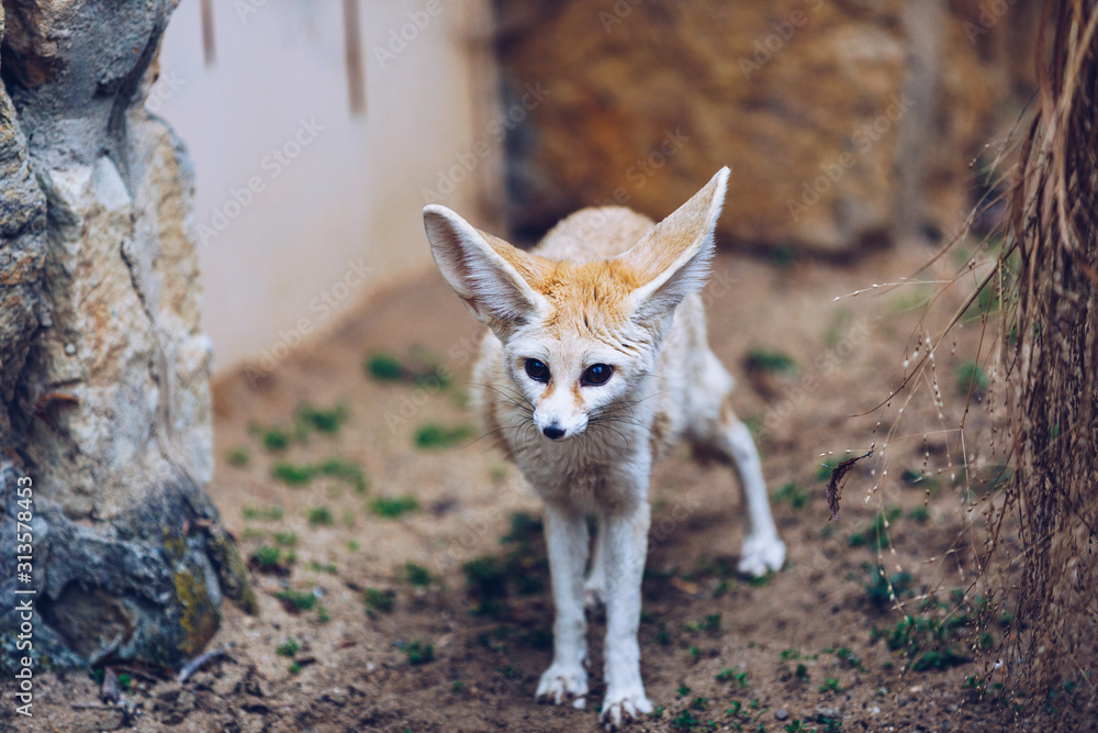The fennec fox, or fennec (Vulpes zerda), is a small crepuscular fox ...