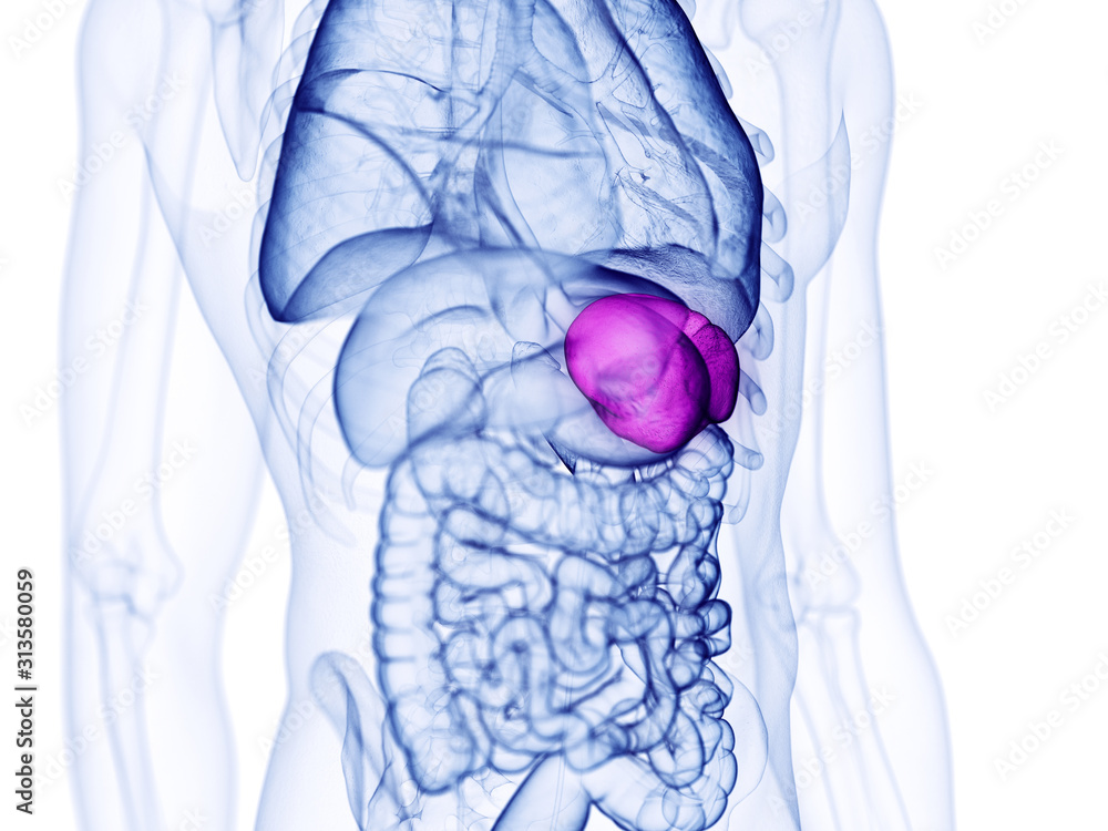 3d rendered medically accurate illustration of the spleen Stock ...